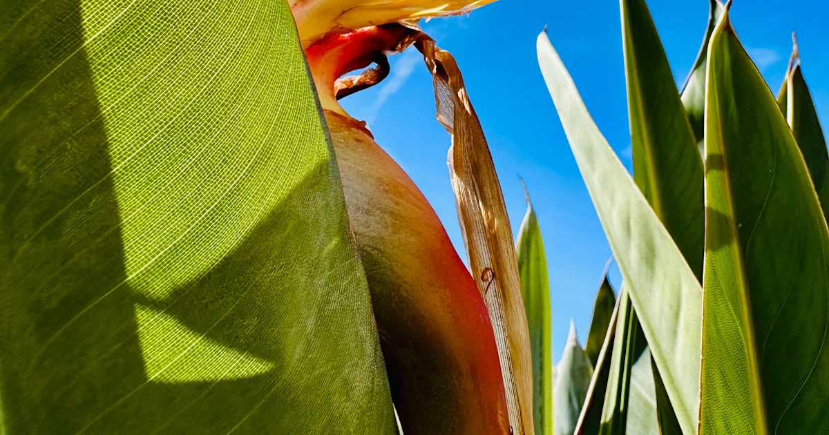 25 Plant-Based Sunscreens for Daily Use You’ll Love in 2026 🌿 - Health ...